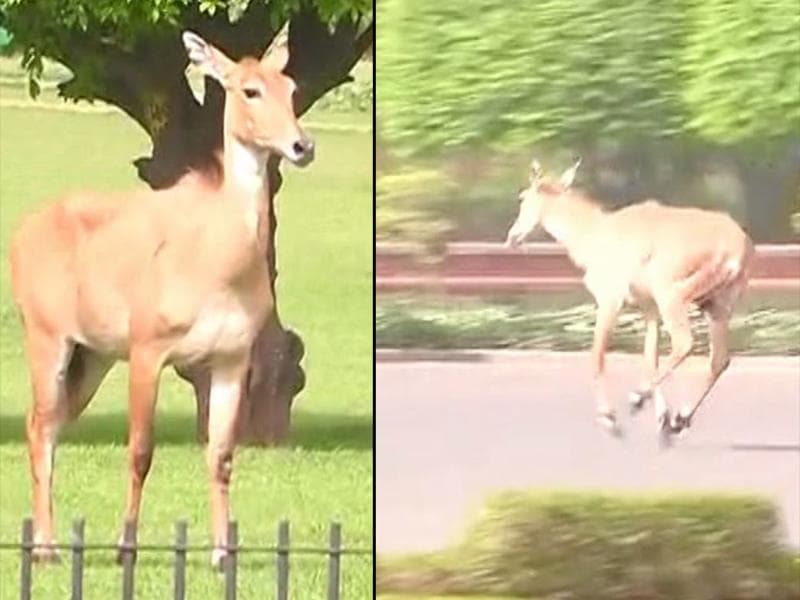 Watch | Nilgai seen in downtown Delhi | Hindustan Times