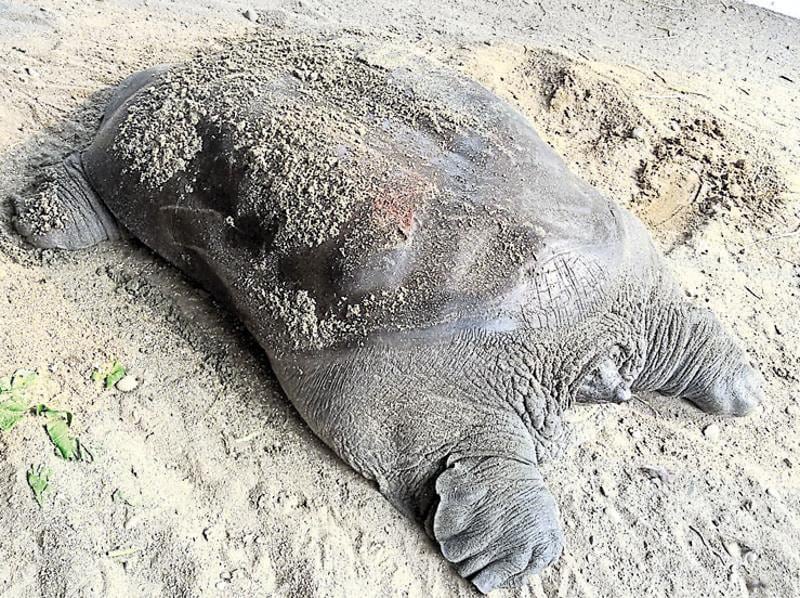 Wild buzz: Vultures of the murky depths - Hindustan Times