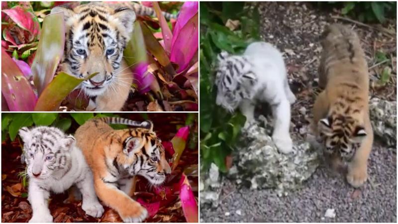 Watch | Rare Bengal tiger cubs find home in Miami Zoo | Hindustan Times