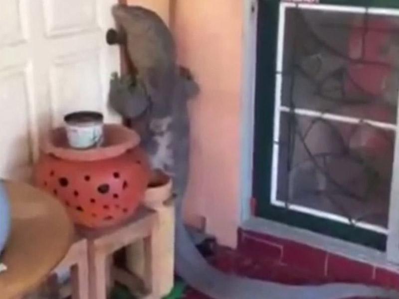 Watch | Giant monitor lizard shows up on a man’s doorstep | Hindustan Times