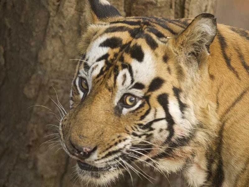 Maharashtra: 4 cubs die of ‘starvation’, tiger conservation under ...