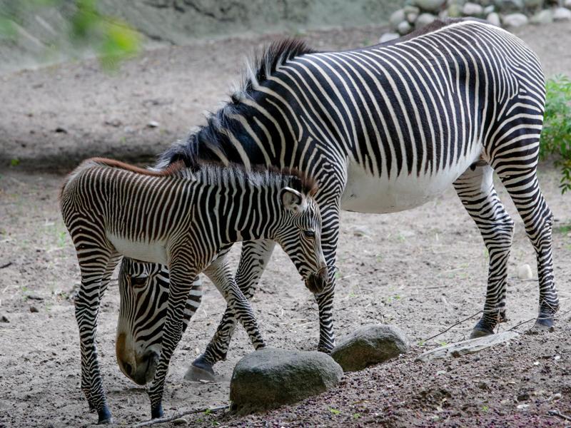 Chicago zoo welcomes endangered baby zebra | Hindustan Times