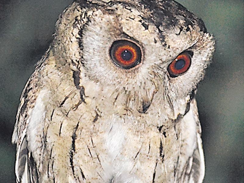 Wild buzz: Kothi of compassion | Hindustan Times