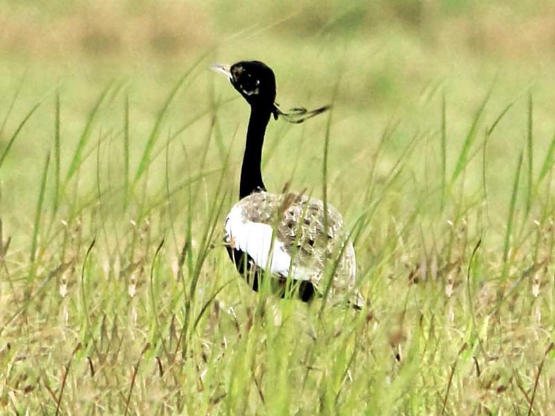 Lesser Florican spotted twice at MP’s Sailana sanctuary | Hindustan Times