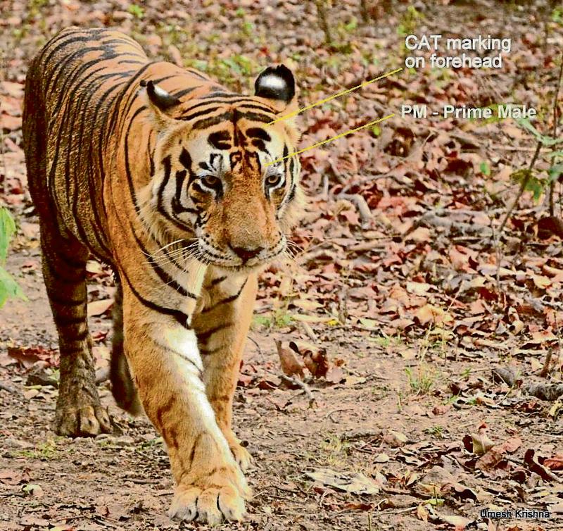 Activists fret over fate of Munna, the Kanha tiger suspected of killing ...
