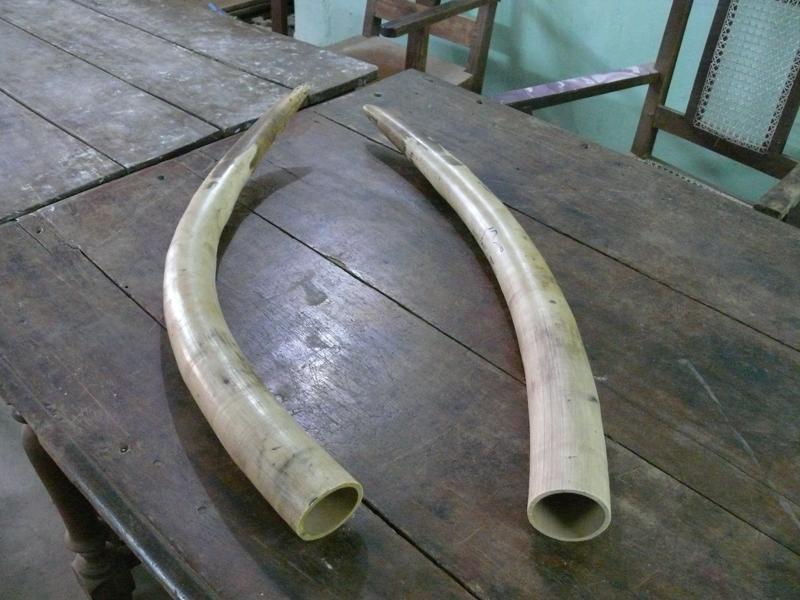 Hunters become the hunted: Elephant poachers fall prey to their phone ...