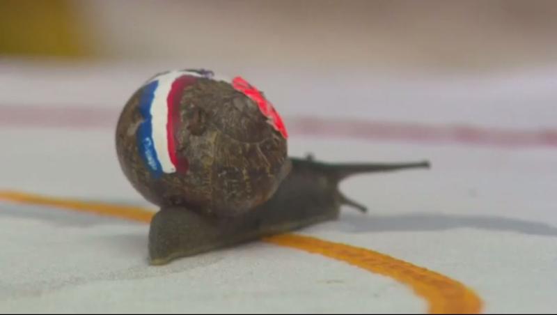 Snails ‘slug’ it out in championship race | Hindustan Times