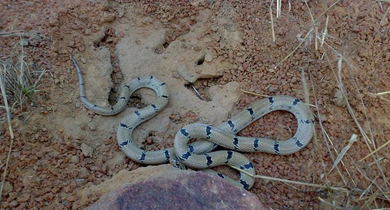 Spike in snake sightings this monsoon | Latest News Delhi