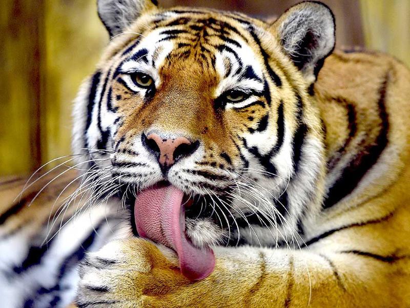 Siberian tigers maul woman to death in Chinese wildlife park | World News