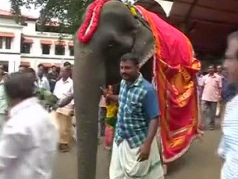 Watch | Oldest living elephant set to enter Guinness World Records ...