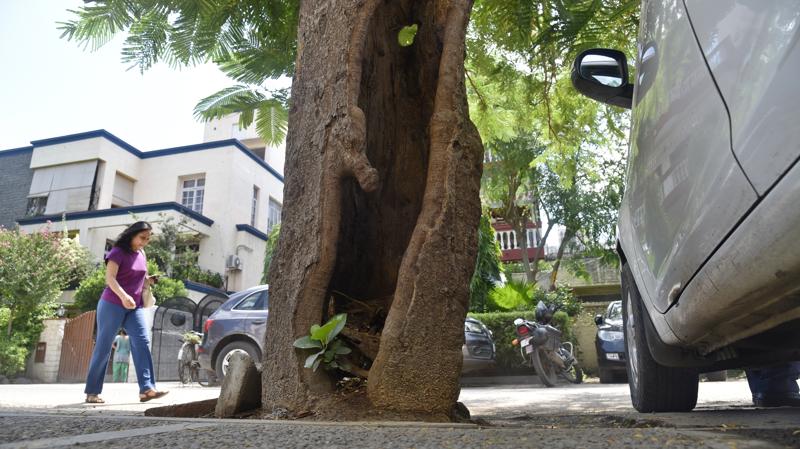 Dodder dread: Parasitic plant hollows out trees, but officials not ...