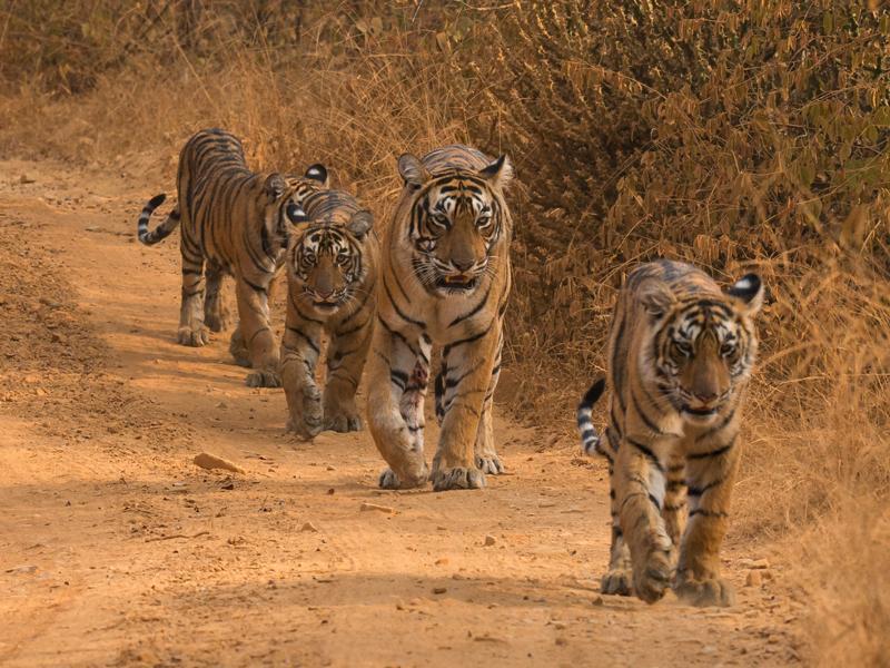 India wants to house global tiger database of photographs and DNA ...