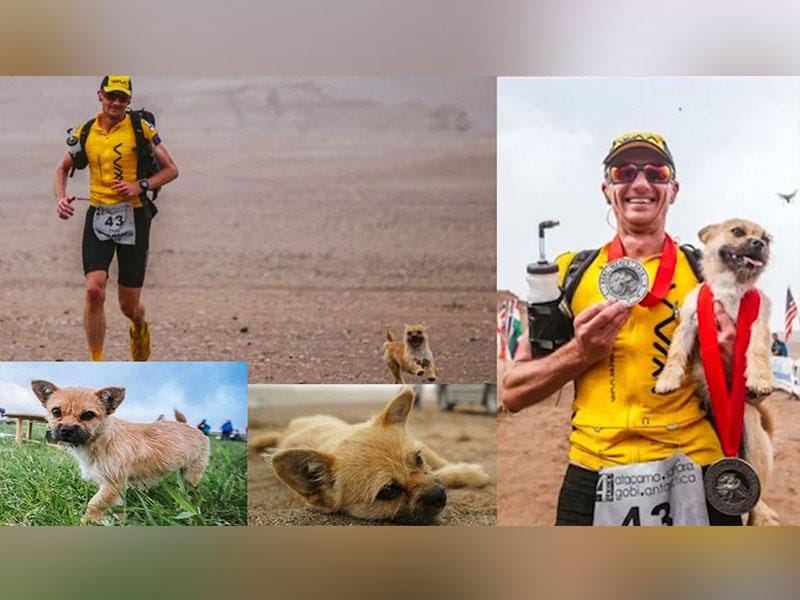 Watch | Chinese stray dog follows extreme runner for 125 kms ...
