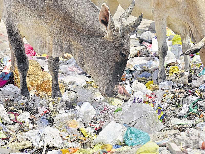 With no grazing space, cows left to feed on plastic, medical waste ...