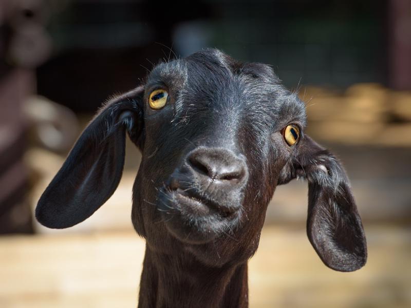 Bihar: Railways make owner pay for ticket-less goat; slap fine for ...