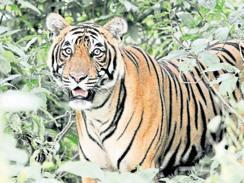 Most photographed tigress ‘Machli’ unwell | Hindustan Times