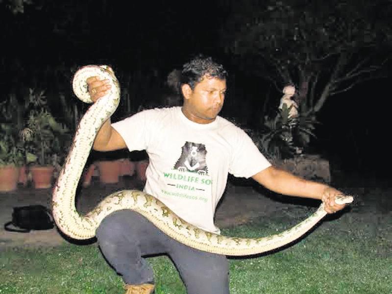Eight-foot python rescued from Delhi farmhouse | Latest News Delhi