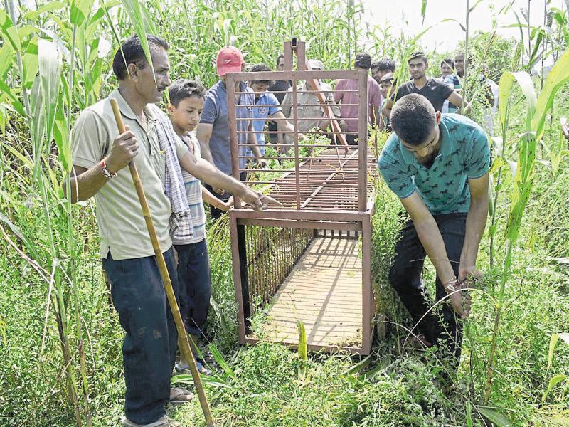 Leopard presence suspected near schools in Raj Nagar Extension ...