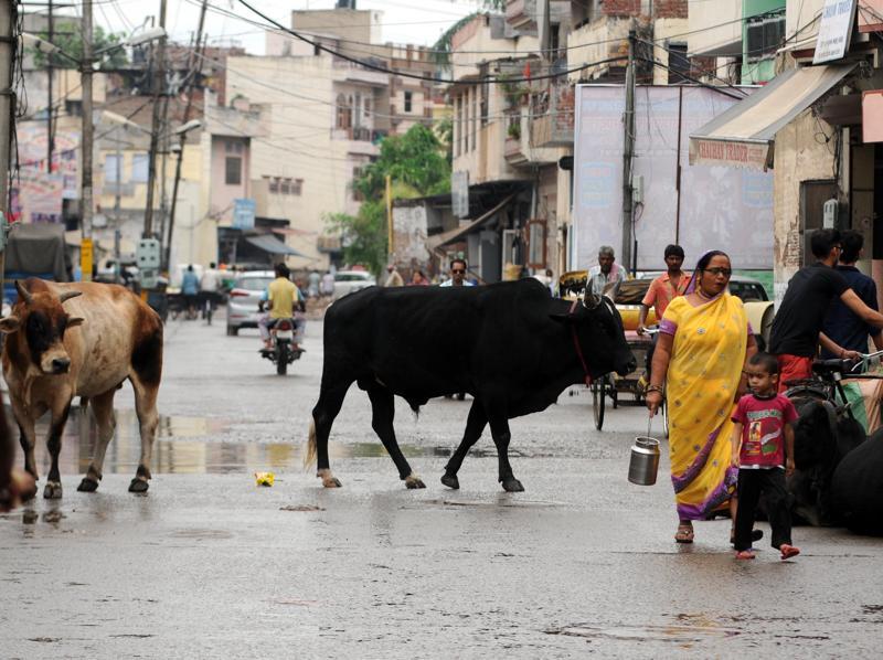 We can’t solve the stray cattle menace on our own: Patiala MC ...