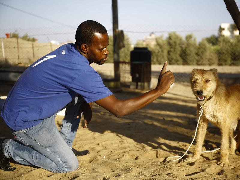 Stray dogs find shelter in battered Gaza | World News