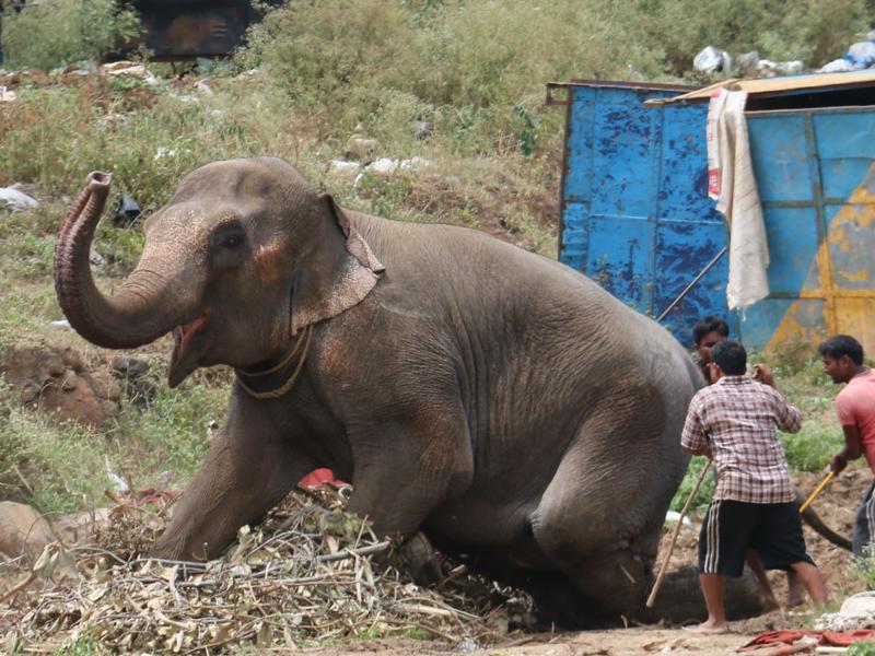 In pics: Elephant runs amok for 3 hours in busy area of Pune suburbs ...