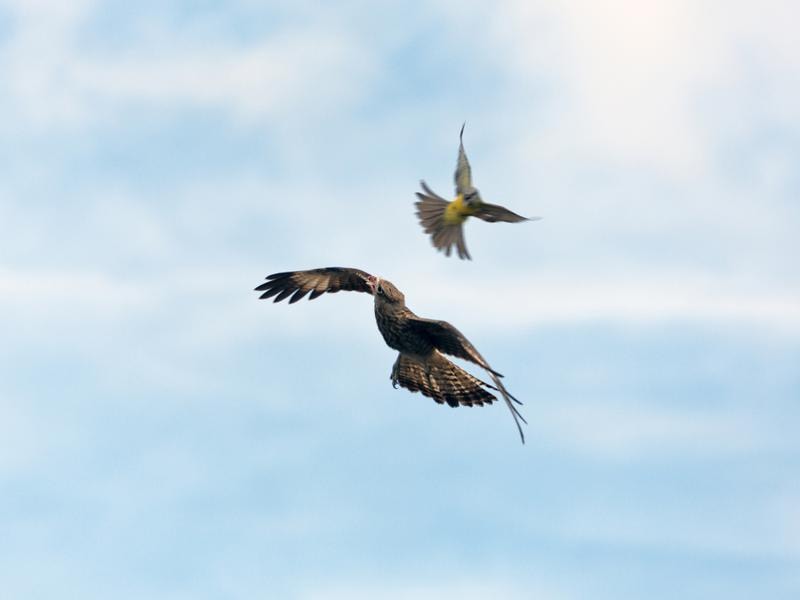 Dozens of birds fall from sky in Boston, officials want to know why ...