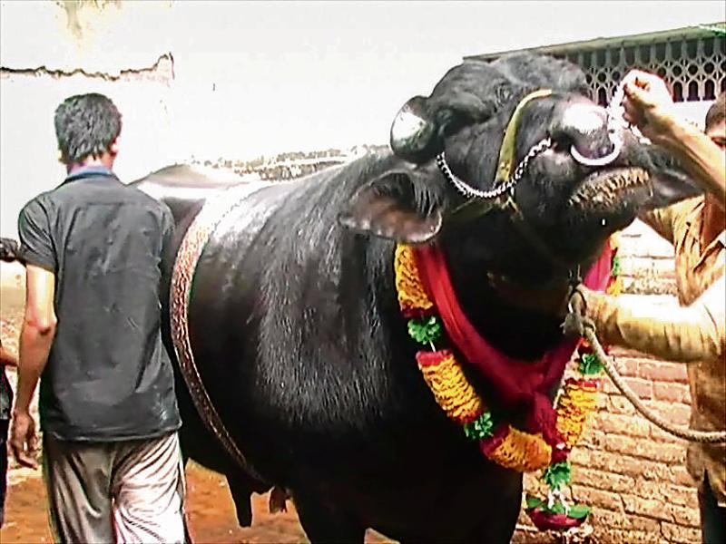 This Rs 11 lakh buffalo ‘Bahubali’ is Eid’s 1.5 tonne attraction in ...