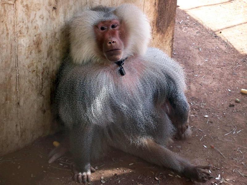 In Aleppo zoo, ‘Saeed’ the lonely monkey lives to tell the tale of war ...