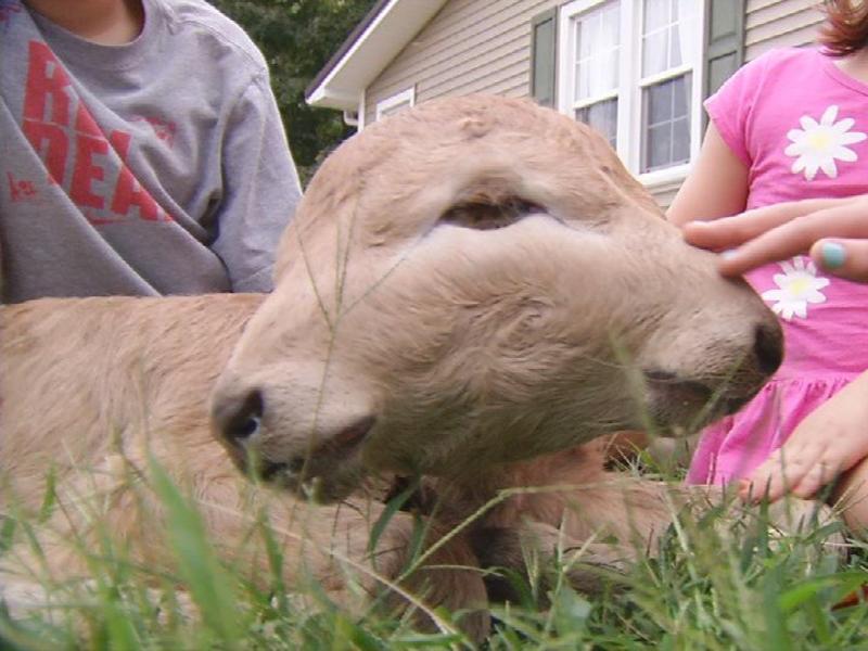 ‘Lucky’ to be alive: Calf born with 2 faces, 4 eyes at Kentucky farm ...