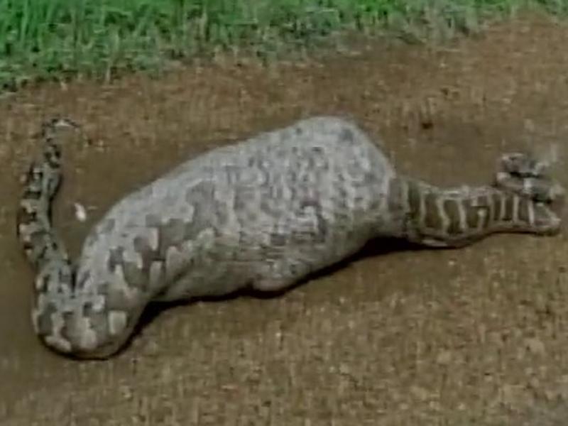 20-feet-long python swallows nilgai in Gujarat | Latest News India ...