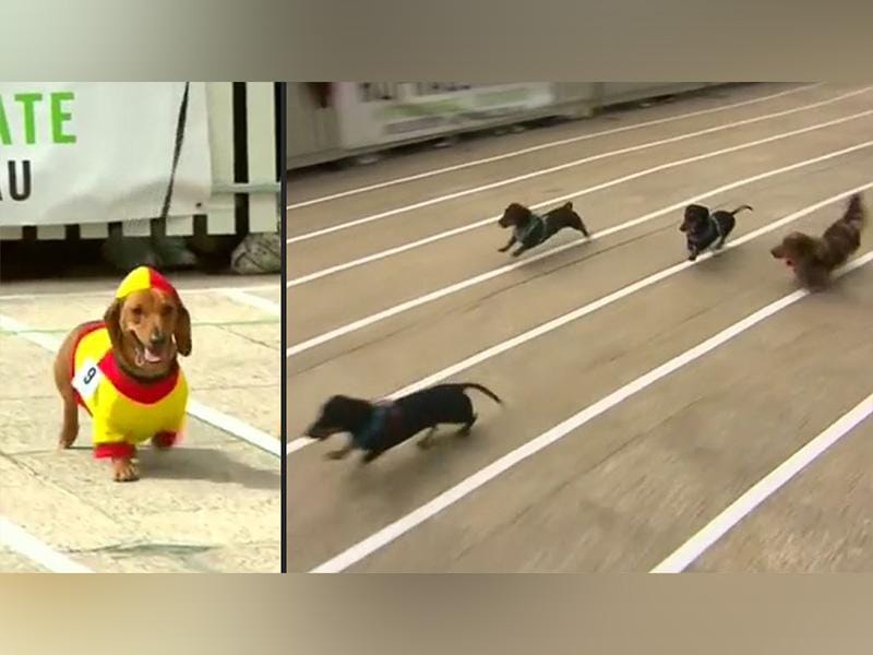 Watch | About 100 dogs compete at the Annual Dachshund Race in ...