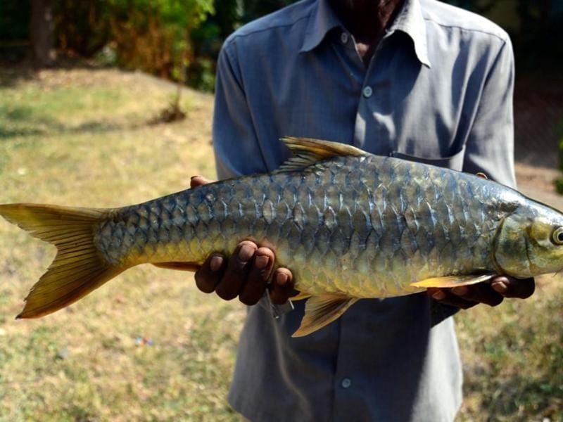 MP experiments with artificial breeding of Mahseer | Hindustan Times