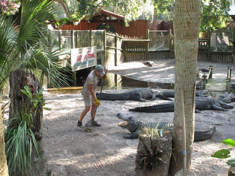 Surrounded by alligators, Matthew cleanup goes on in Florida | World News