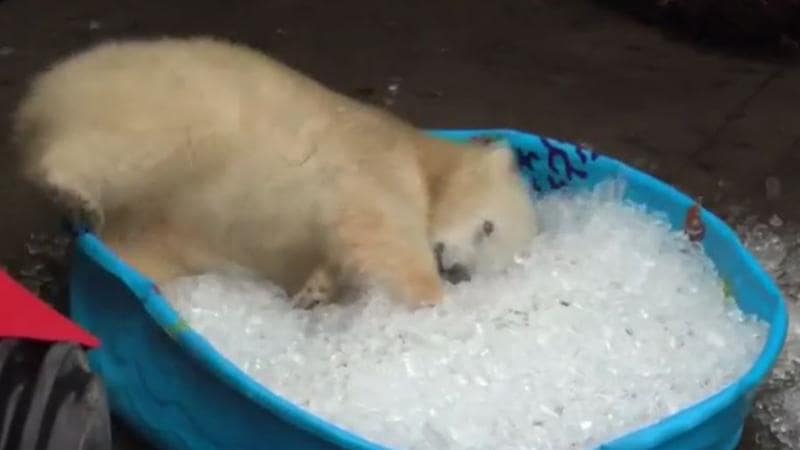Watch | Polar bear enjoys bath in pool full of ice cubes | Hindustan Times