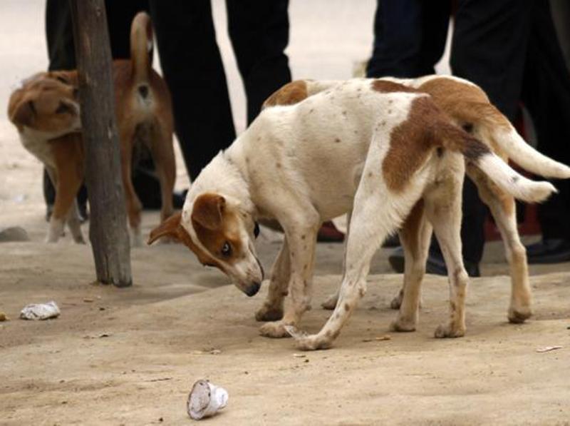 Three men tie dog to tree, gouge its eye out in Mohali; arrested ...