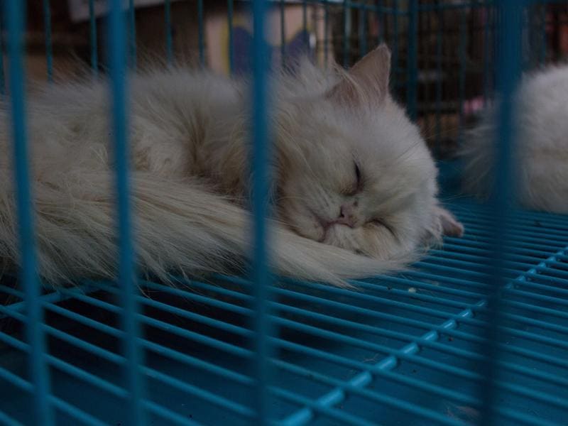 US: Man finds 40 dead cats inside container he won in auction | World News