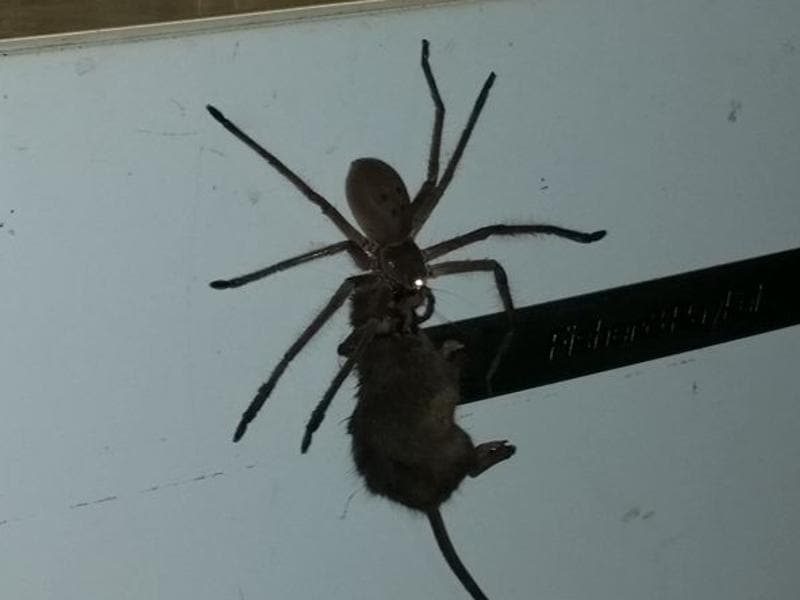 Watch | Giant spider drags dead mouse in its clutches for breakfast ...