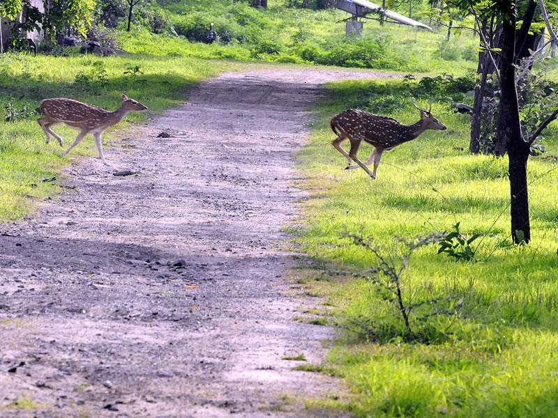Forest project at Devguradia hill on the cards for promoting ecotourism ...