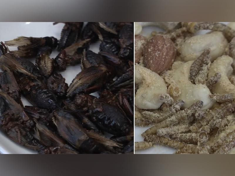 Watch | Food made of insects a new dietary trend in Korea | Hindustan Times