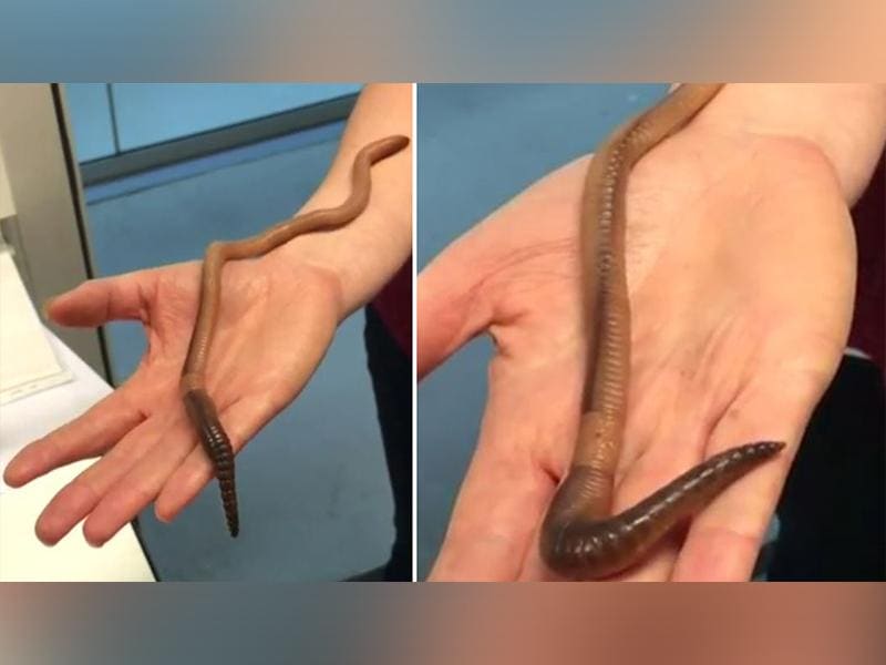 Watch | The largest earthworm ever found in the UK | Hindustan Times
