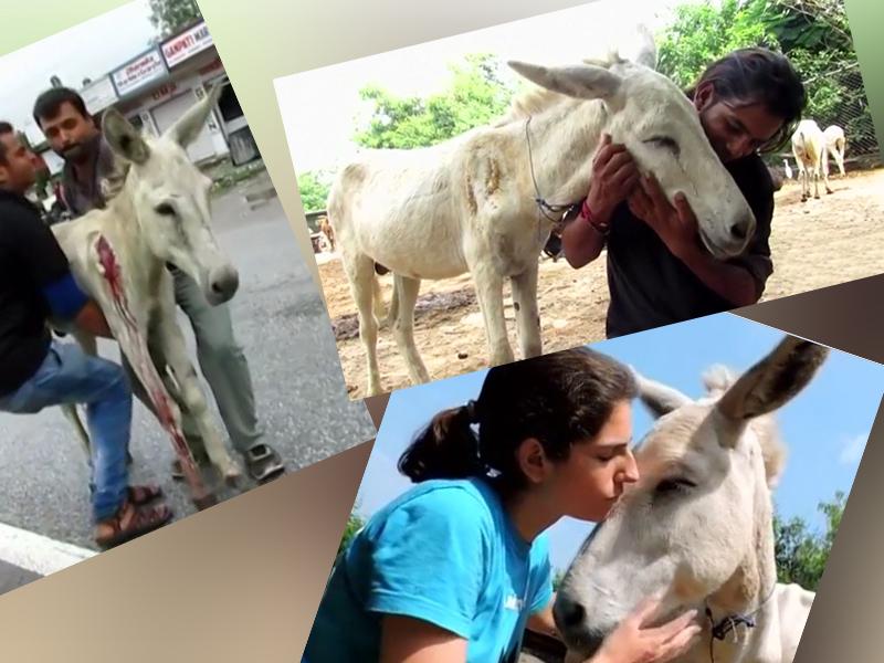 Watch | Injured donkey rescued from Udaipur highway | Hindustan Times