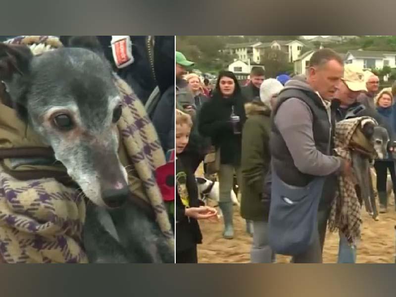 Watch | Hundreds join ailing dog’s last walk | Hindustan Times