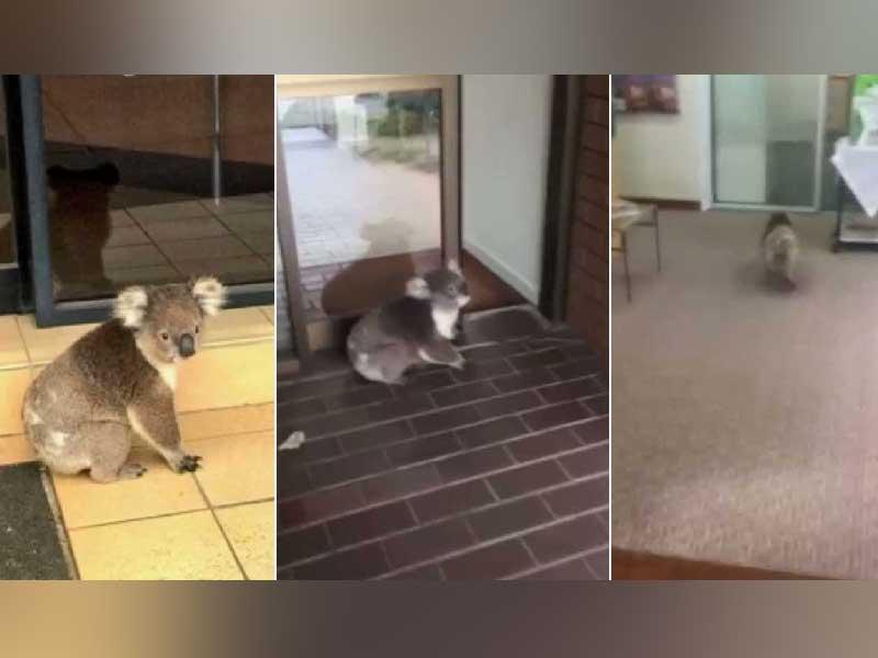Watch | Adorable koala visits office in Australian town | Hindustan Times