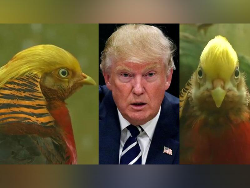 Watch | Is this bird really Trump’s lookalike? | Hindustan Times
