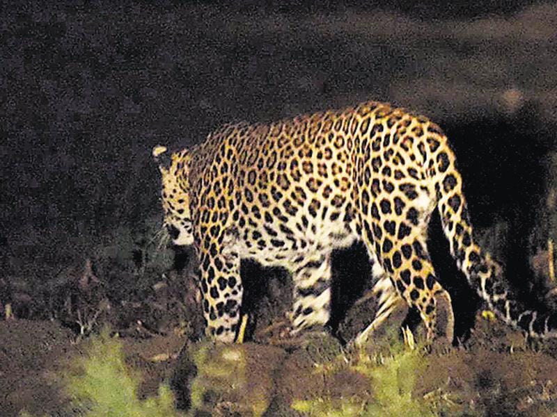 A wildlife success story? Leopard caught on camera at Yamuna ...