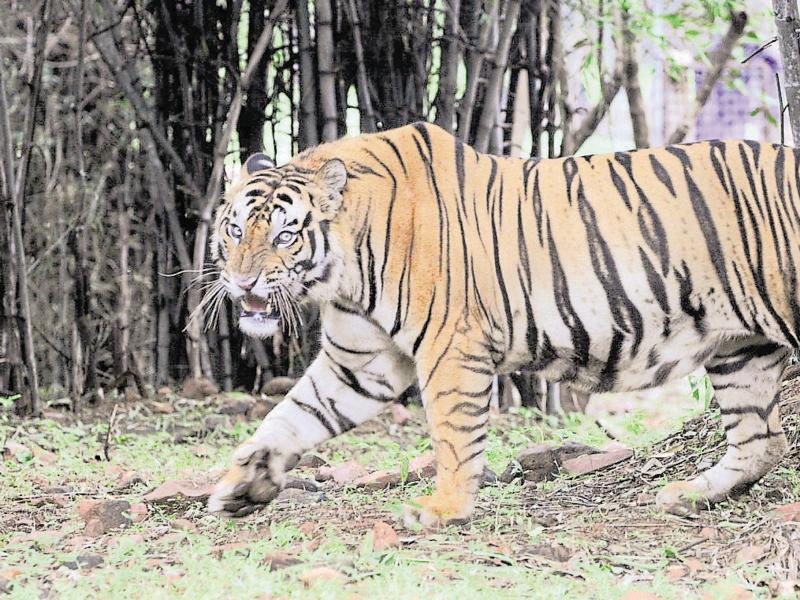 Tiger carcass found in Balaghat, toll reaches 26 | Hindustan Times