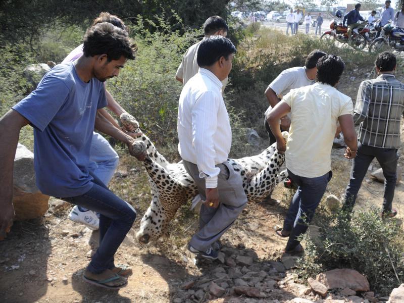Leopard killed: As villagers discuss tales of courage, fear of police ...