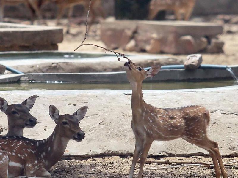 Indian deer enters Pakistan’s Punjab, handed over to police, ‘escapes ...