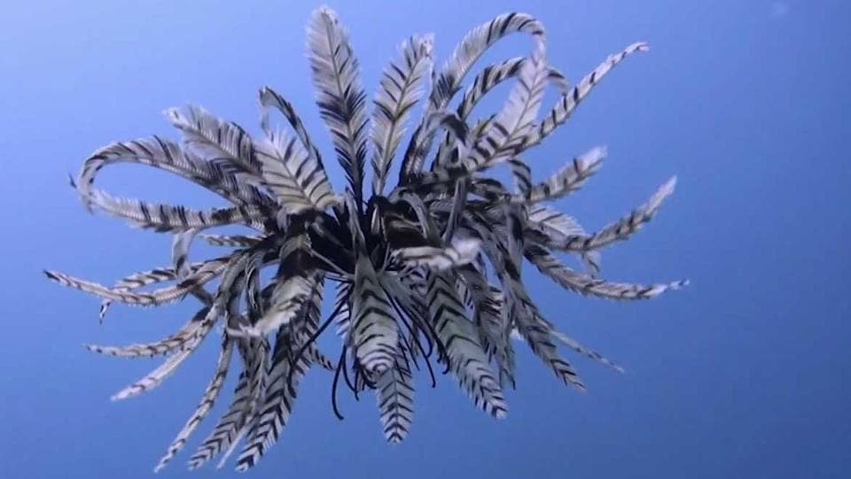 Watch | Breathtaking feather like sea lily filmed swimming | Hindustan ...