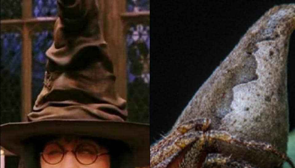 Karnataka scientists find a spider that looks like Harry Potter’s ...